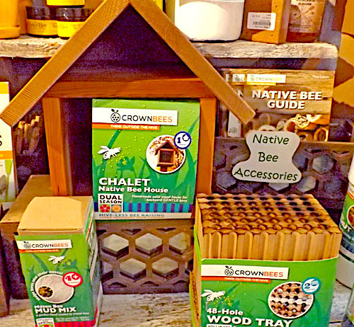 Get to know our native Mason Bees | Westside Seattle